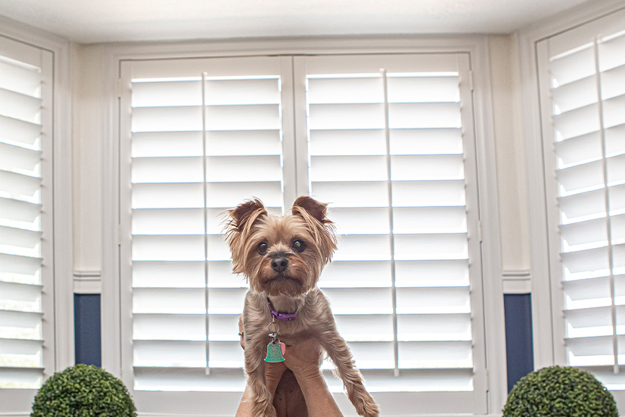 Your Favorite Dog-Proof Window Treatments For Dallas | Sunburst ...